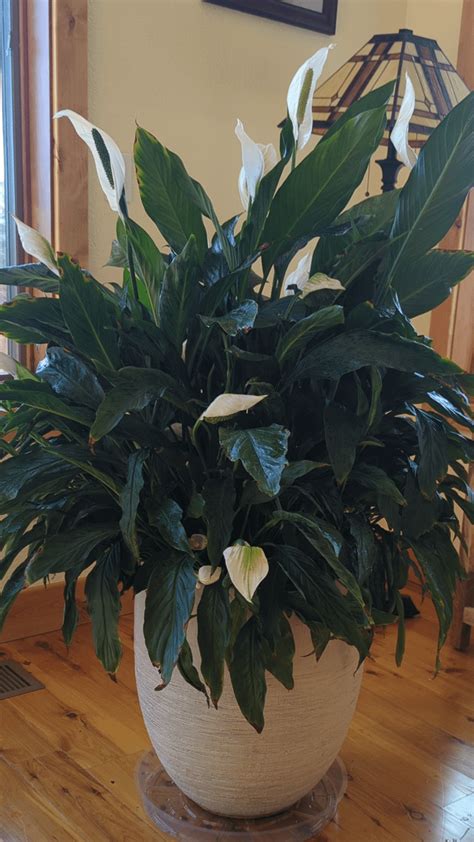 Just In Time For Easter Shes Showing Her Best R Houseplantshowcase