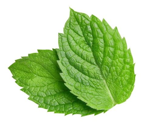 Medicinal Plants Flashcards Quizlet