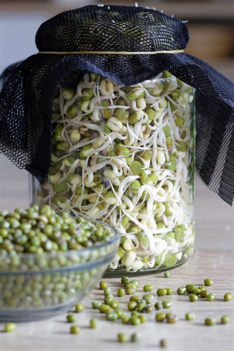 Mung Bean Sprouts