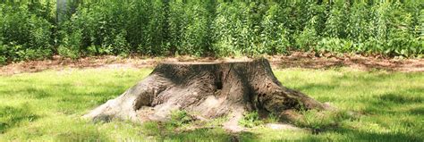 Stump Removal Grinding Utah Tree Works