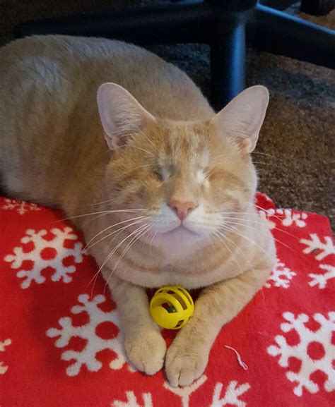 Pin On Cats