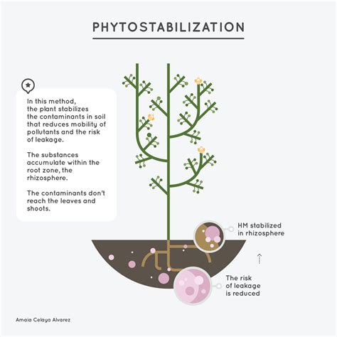 Re Naturing Cities Through Phytoremediation How Nature Based Solutions
