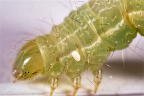 The Readonly Fields Tridion Gui Extension Life Of A