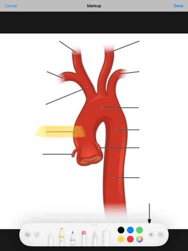 Physiology Exam 2 Flashcards Quizlet