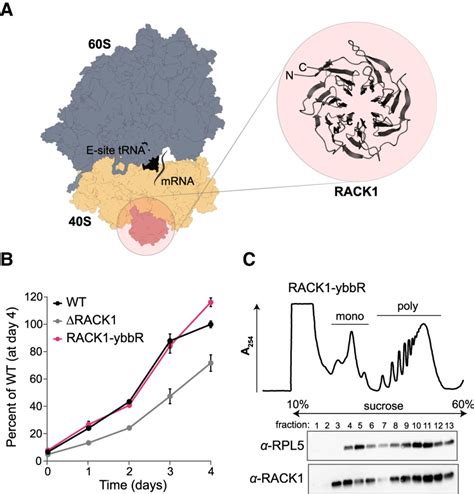 Rack1 On And Off The Ribosome