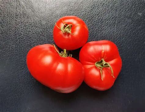 Isolde Tomaten Samen Tauschen