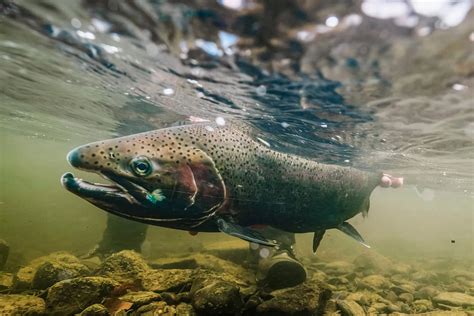 Fly Fishing For Steelhead Essential Strategies And Gear For The Fall Ru