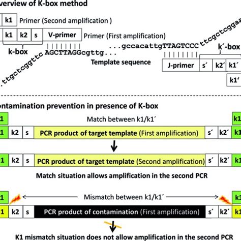 Scheme Of A Standard Two Step Pcr Approach In A Two Step Pcr Strategy Download Scientific