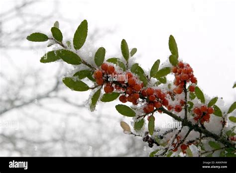 Yaupon Holly Tree Hi Res Stock Photography And Images Alamy