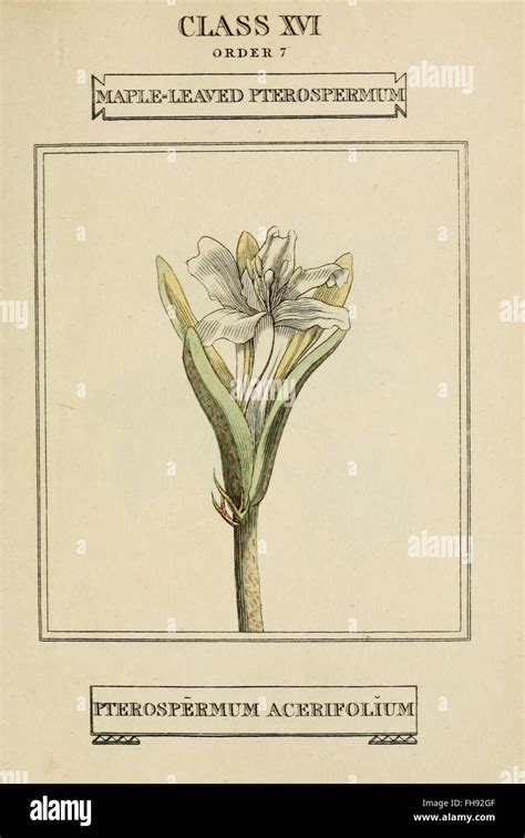 Elements Of The Science Of Botany A Work On Plant Classification Housed In The Mertz Library