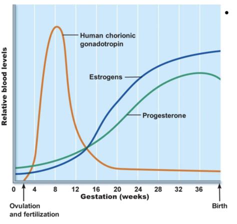 Pregnancy And Human Development Flashcards Quizlet