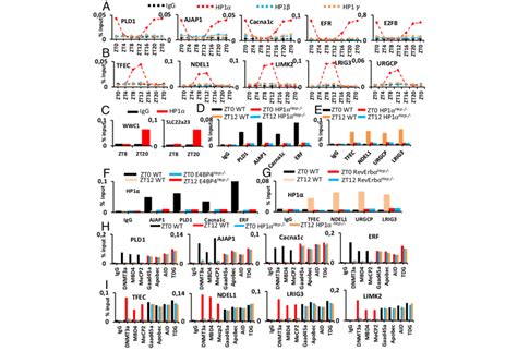 Recruitment Of Hp1α Is Involved In The Cc And Is Mandatory For The Download Scientific Diagram