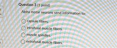 Question 3 1 Point Alpha Motor Neurons Send Information To Capsule Fibers Intrafusal Muscle