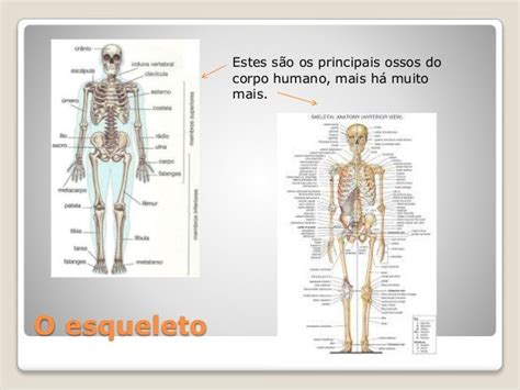 Nome Dos 206 Ossos Do Corpo Humano Uq74 Ivango