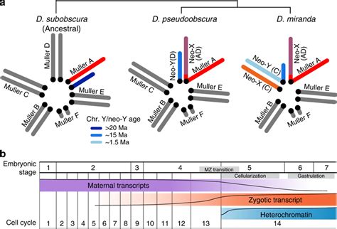 Neo Y Chromosome Emergence And Transcriptional Activity During Early