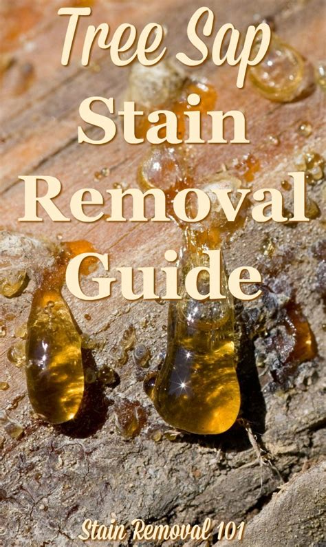 Tree Sap Stain Removal Guide