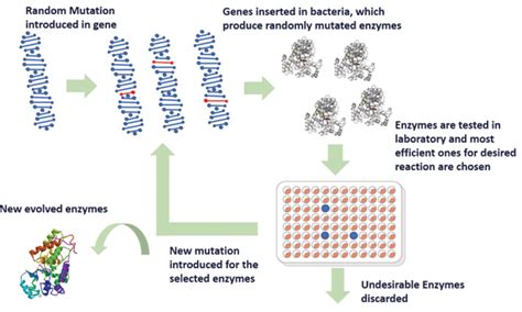 Controlling Evolution The Nobel Prize In Chemistry 2018 Ieee Pulse