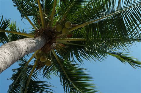 코코넛 나무 푸른 하늘을 올려다 볼 때 태양 빛이있는 키 큰 코코넛 야자수의 경치 좋은 전망 종려 주일 개념입니다 0명에 대한 스톡 사진 및 기타 이미지 Istock