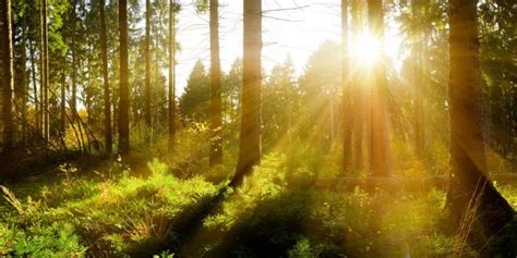 ConservaciÓn Del Medio Ambiente German Velasquez