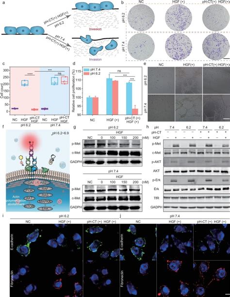 An Eph Driven Dna Nanodevice For Impeding Metastasis In Vivo By