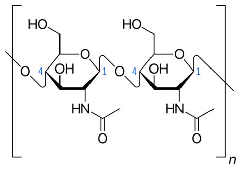 Kitin Wikipedia Den Frie Encyklopædi