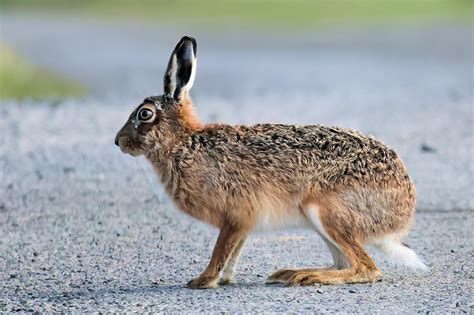 30000 Free Hare Cartoon And Cartoon Images Pixabay