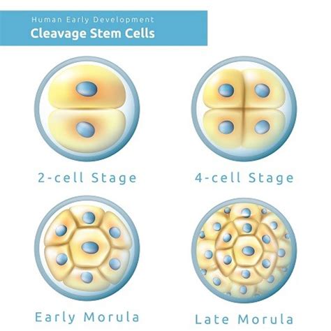 Types Of Stem Cells Their Differences And Sources
