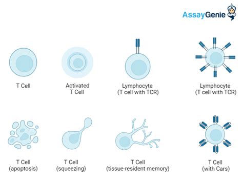 T Cell Types Activation Polarization And Function Assay Genie