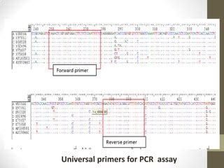PCR Primer Design PDF