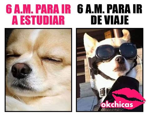 Memes De Los Perritos