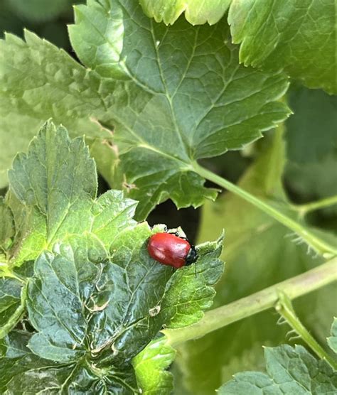 A Ladybug Without Any Points Rmildlyinteresting