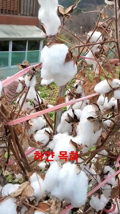 아련한 추억의 하얀 목화가 겨울을 이기고 이쁘게 남아 있네요 Youtube