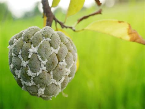 The Infestation Of Mealy Bug In Custard Apple And Treatment Agrisay