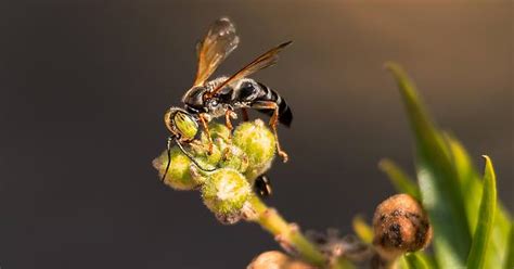 Tachytes Distinctus [oc] Album On Imgur