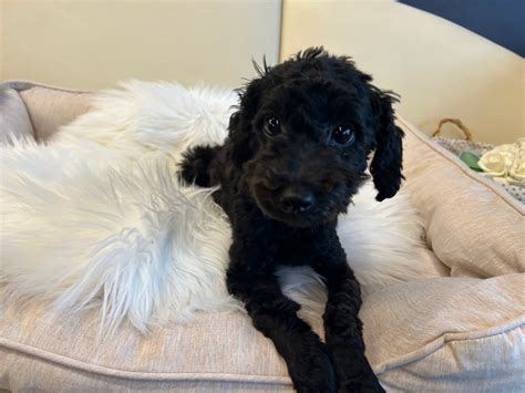 토이푸들 콩이 유기견입양 유기묘입양 강아지입양 소형견입양 중형견입양 대형견입양 말티즈입양 말티푸입양 비숑프리제입양 미니비숑프리제입양 포메라니안입양 푸들입양 골든리트리버입양