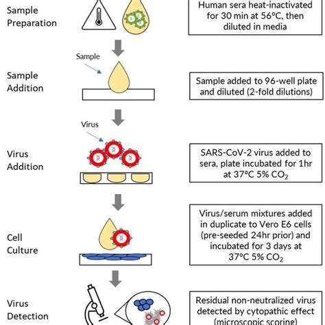Procedure For Performing The Microneutralization Assay Download Scientific Diagram
