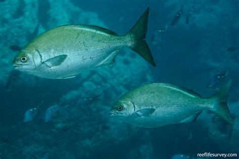 Kyphosus Sectatrix Pacific Drummer Reef Life Survey