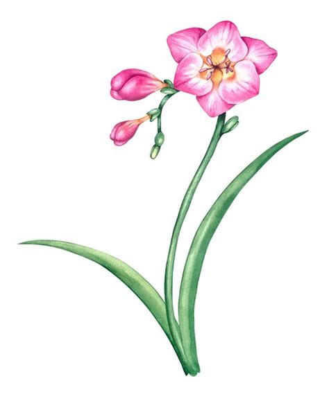 Premium Vector Watercolor Pink Freesia Flower