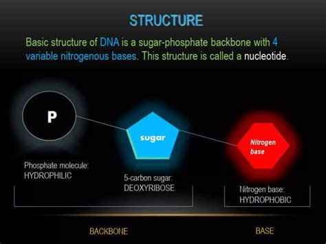 Chemical Composition And Structure Of Dna Pptx