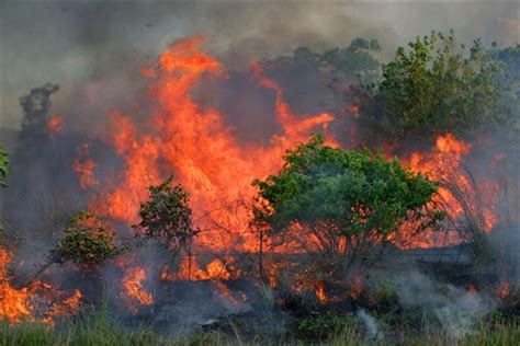 Feux De Brousse Un Fléau Qui Sème Tristesse Et Désolation Voixvoie