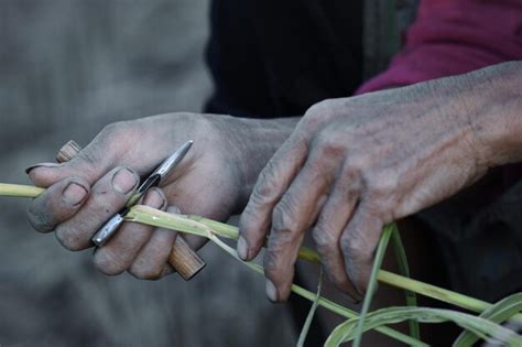 Premium Photo Close Up Of Man Cutting Crops