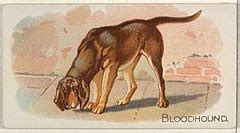 Categoryn21 Allen And Ginter Cigarette Cards Wikimedia Commons