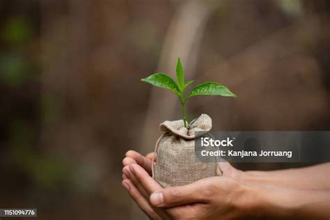 리넨 봉지에 자라는 묘 목 식물 모 종은 사업을 할 수 있는 미래를 위한 돈 또는 투자를 수집 야외 정원에서 자루 가방에