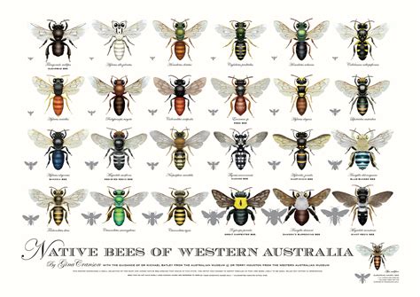 Native Bees Of Western Australia Poster Etsy Australia