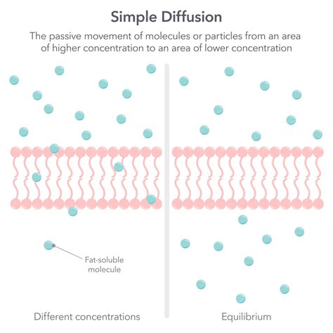 Premium Vector Simple Diffusion Biology Vector Illustration Infographic