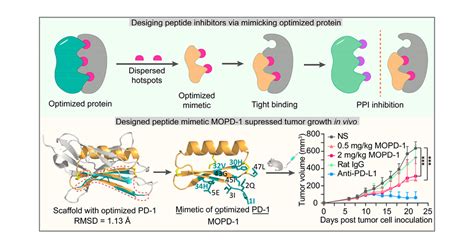 Rational Design Of Potent Peptide Inhibitors Of The Pd 1pd L1