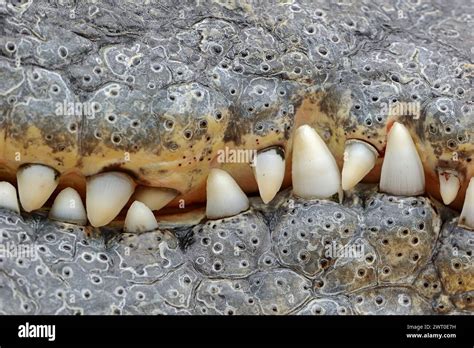 Nile Crocodile Crocodylus Niloticus Teeth Captive Occurring In