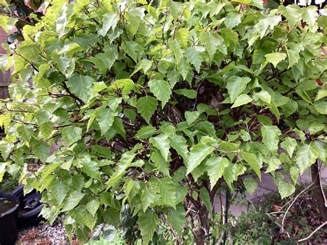 Self Seeded Tree Rukgardening