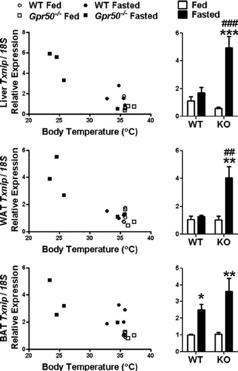Peripheral Expression Of Txnip During Torpor Qrt Pcr Analysis Of Txnip