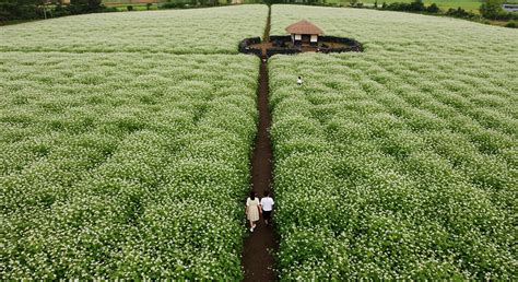 제주 보롬왓 메밀축제 꼭 즐겨야 할 체험 And 문화 프로그램 총정리